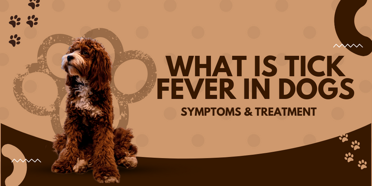 What is Tick Fever in Dogs: Symptoms & Treatment – Pawgy Pets
