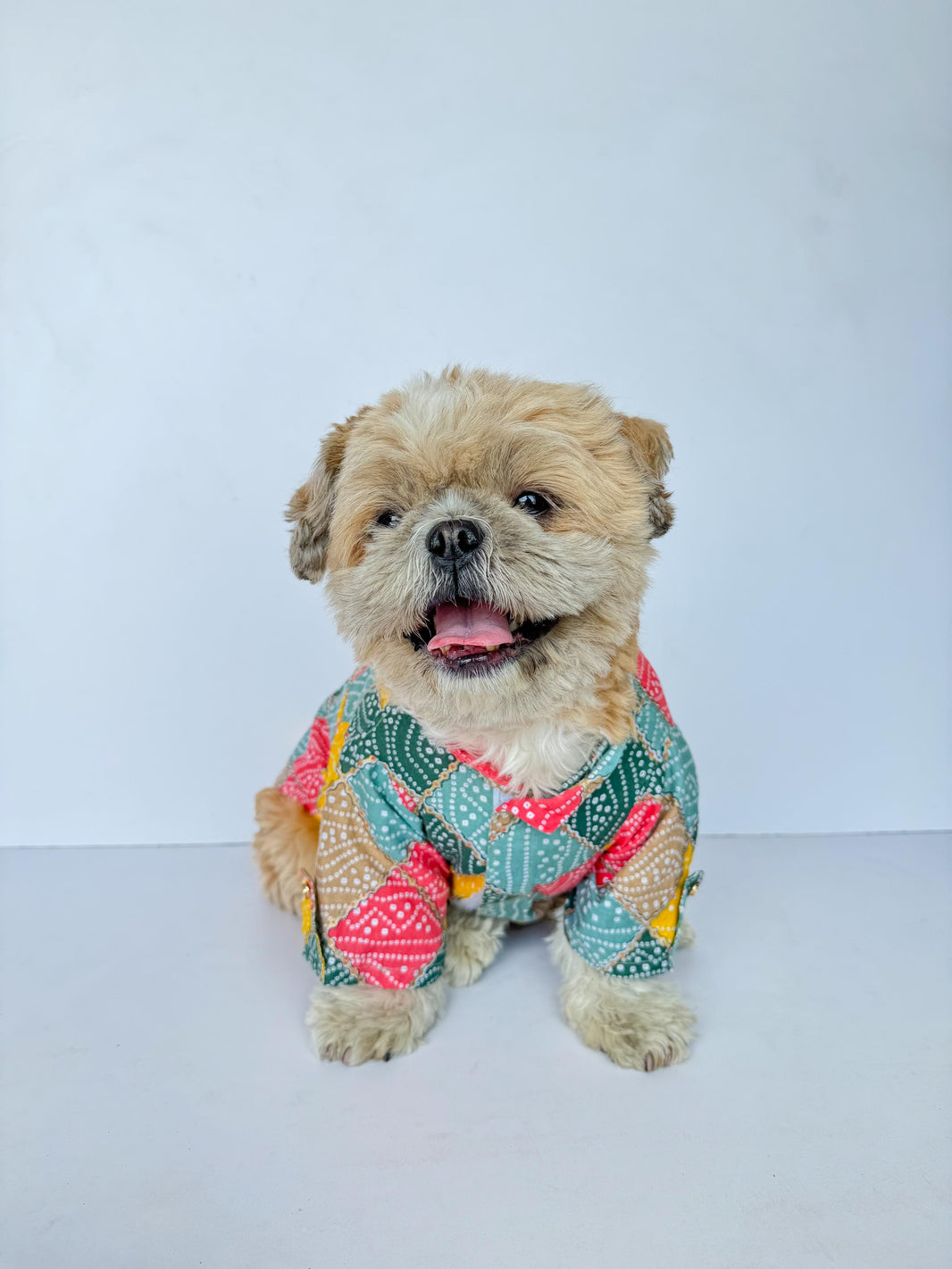 Everything you need to know about Kombai Dogs – Pawgy Pets