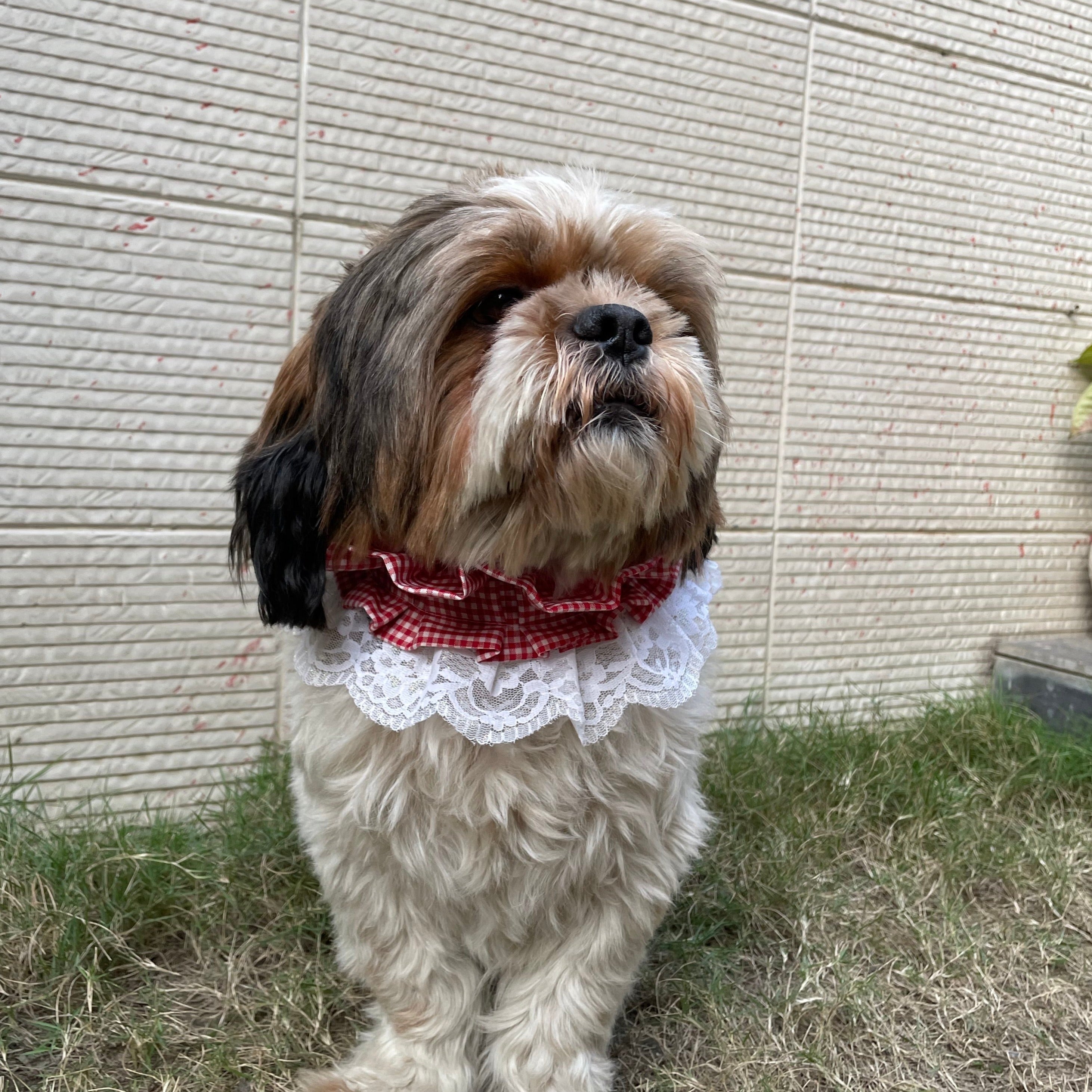Pawgy Pets Frilly Bandana:Red for Dogs & Cats